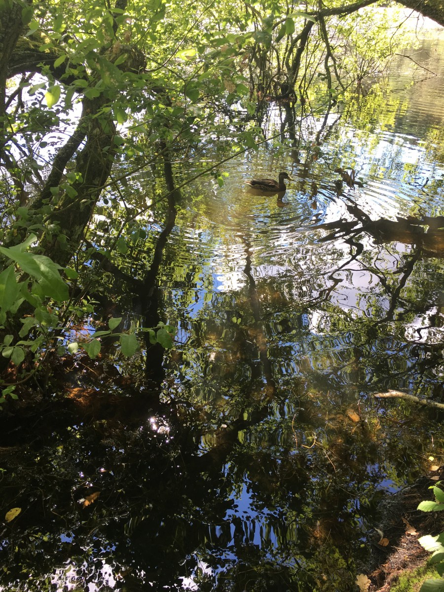 At Blackwater Pond. Mary Oliver. – Alchemical Garden: the Body of Spirit