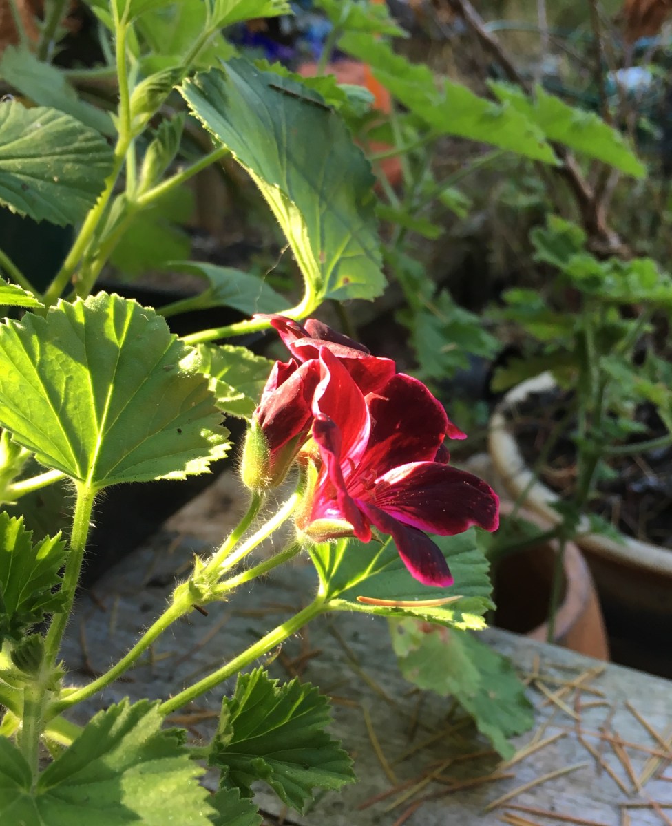The Bright Field. A poem for late summer. – Alchemical Garden: the Body ...