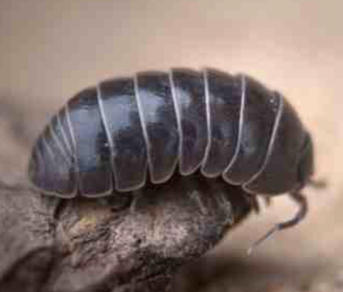 Cross purposes – Alchemical Garden: the Body of Spirit